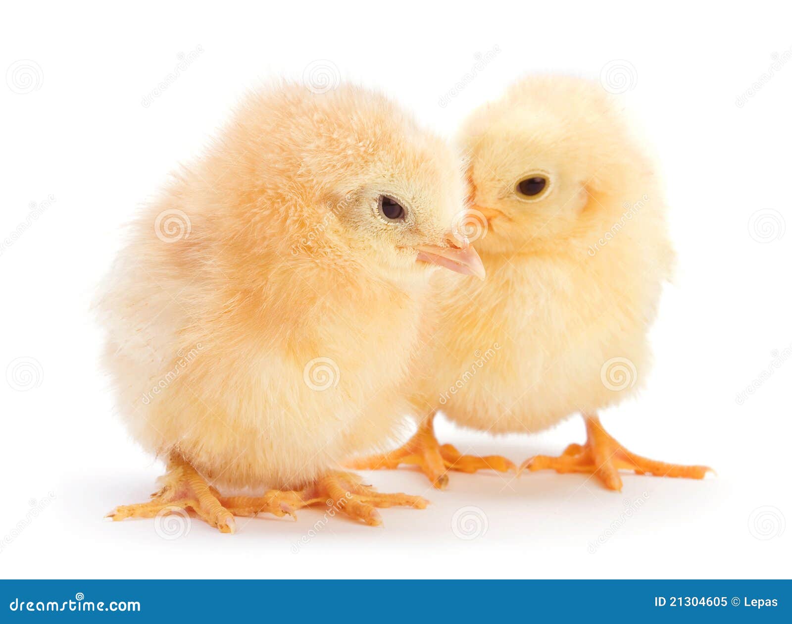 Yellow baby chicken stock image. Image of closeup, fluffy - 21304605