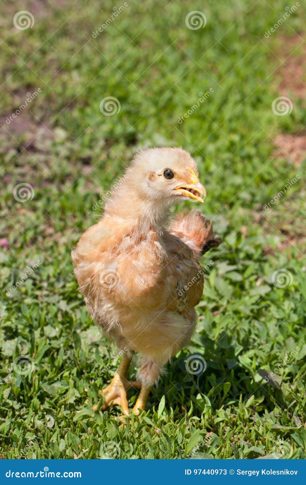 Yellow Baby Chicken in the Green Grass Stock Image - Image of life ...