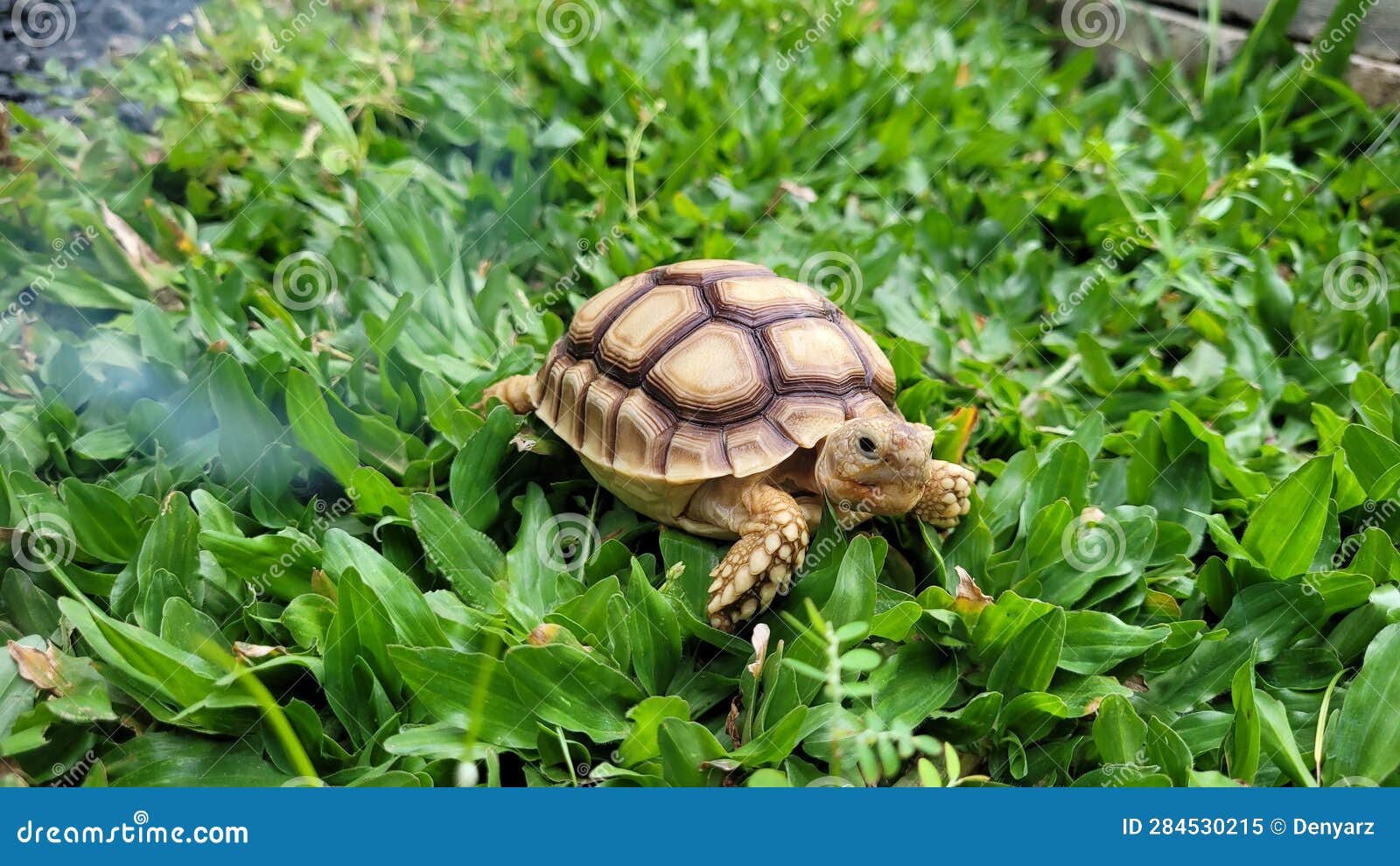 Yellow Baby Sulcata Turtle in a Grassfield Stock Image - Image of ...