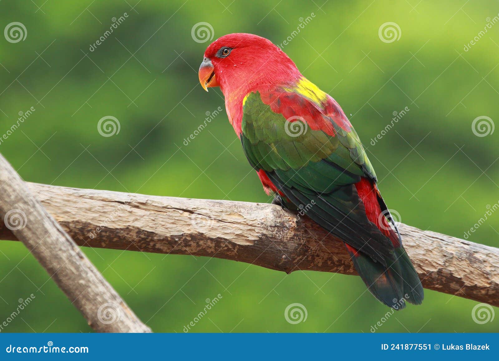 Yellow-back Chattering Lory Stock Image - Image of nature, lorius ...