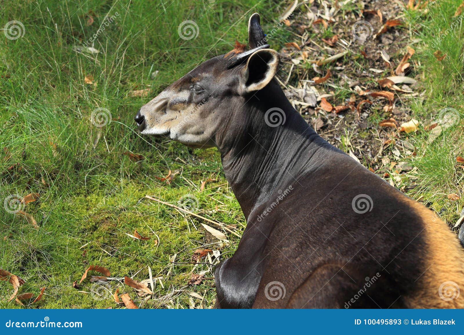 Yellow-backed duiker stock image. Image of yellow, nature - 100495893