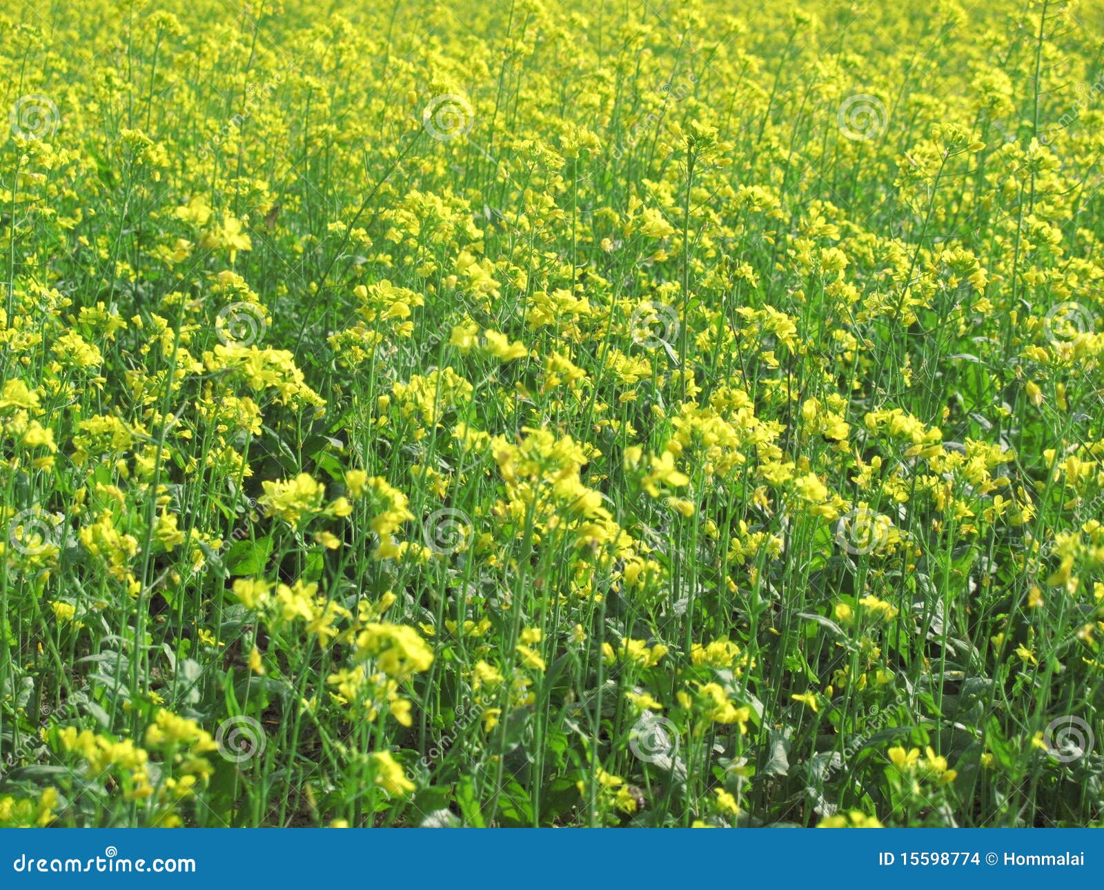 Yellow Background Mustard Field Nepal Stock Photo - Image of tourism ...