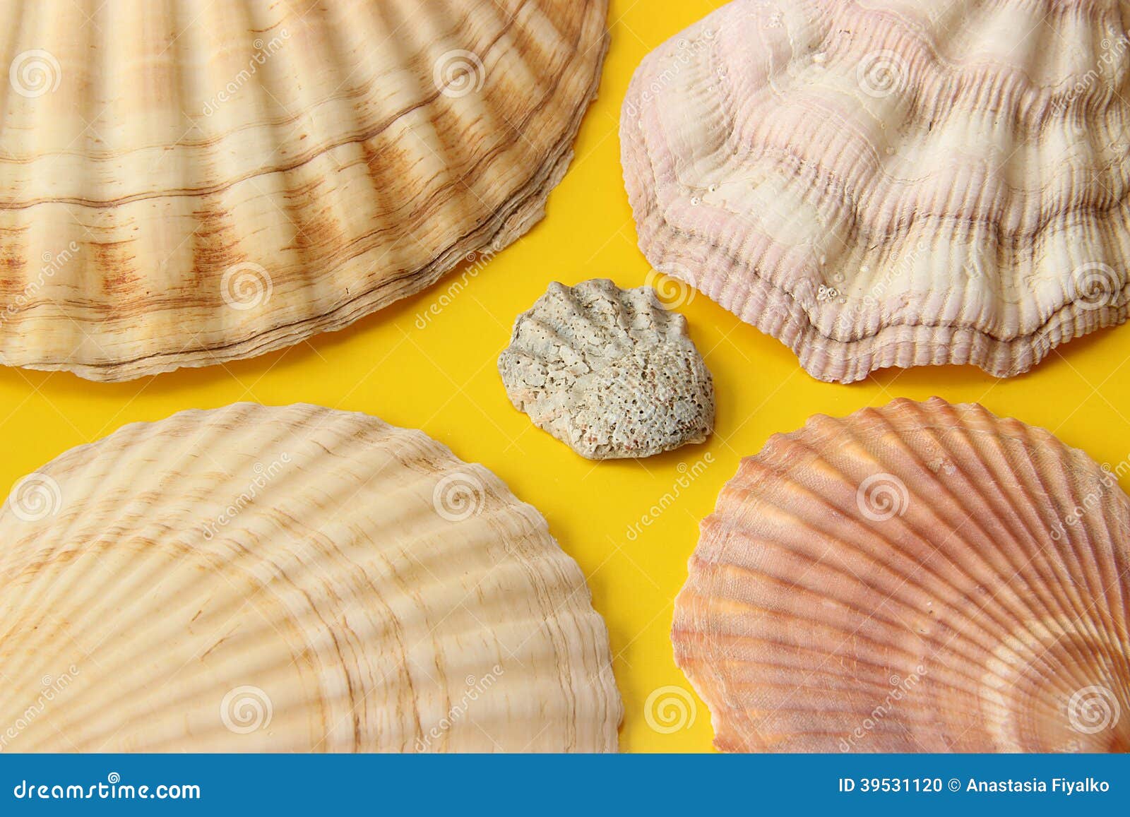 476 Five Sea Shells Photos - Free & Royalty-Free Stock Photos from ...