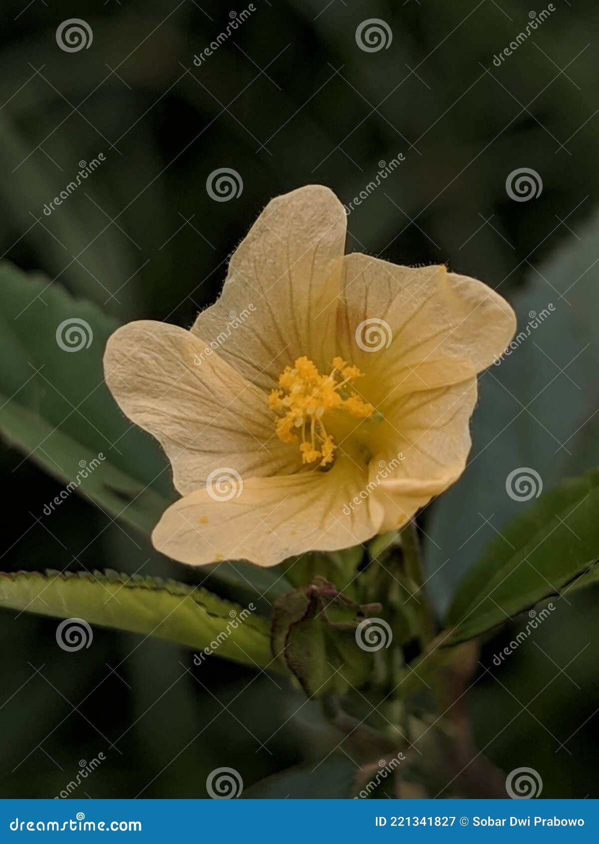Yellow Bala Flower from Java Island Stock Image - Image of shrub, petal ...