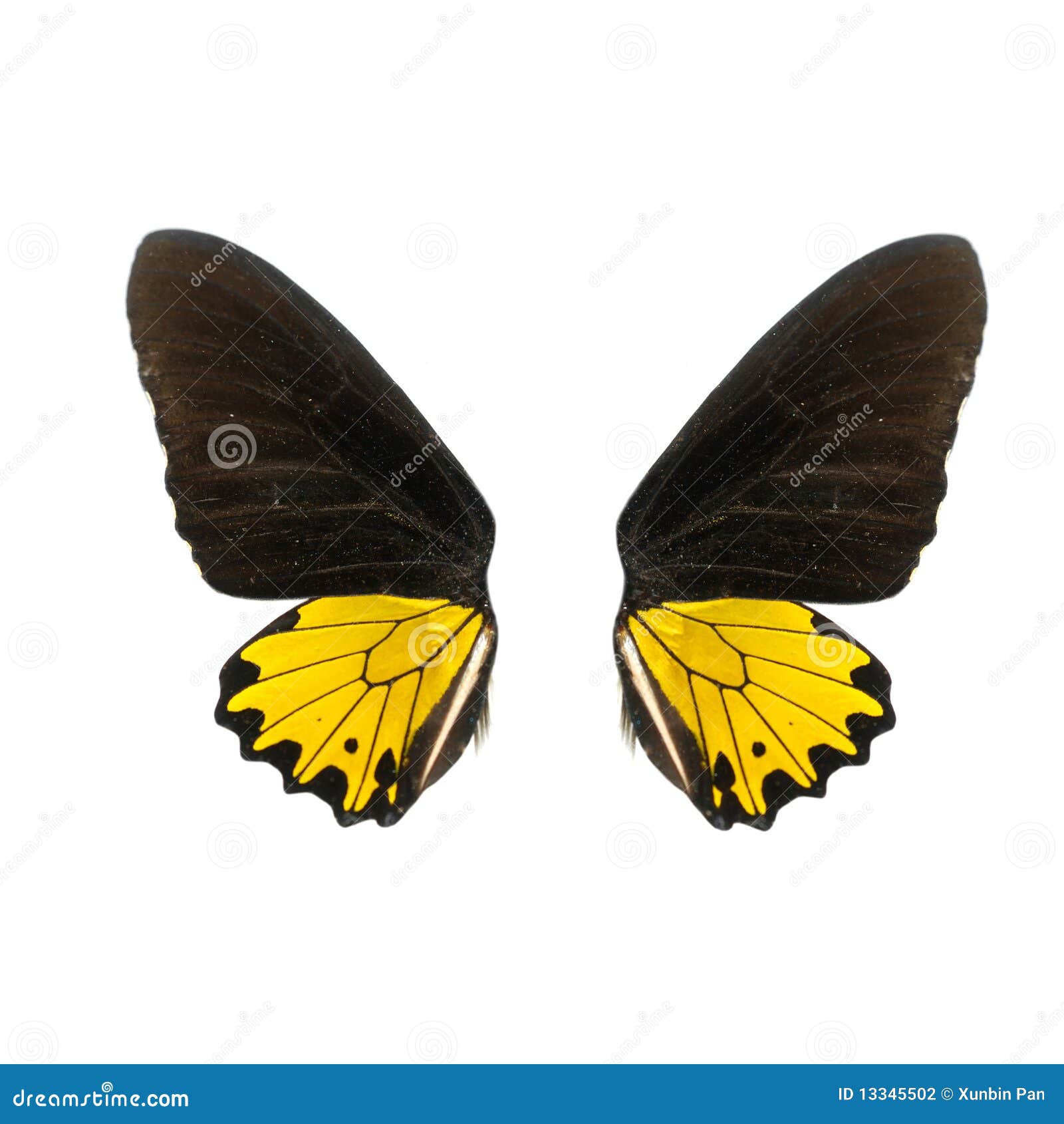 Yellow and Balck Butterfly Wing Stock Photo - Image of conceptual, arms ...