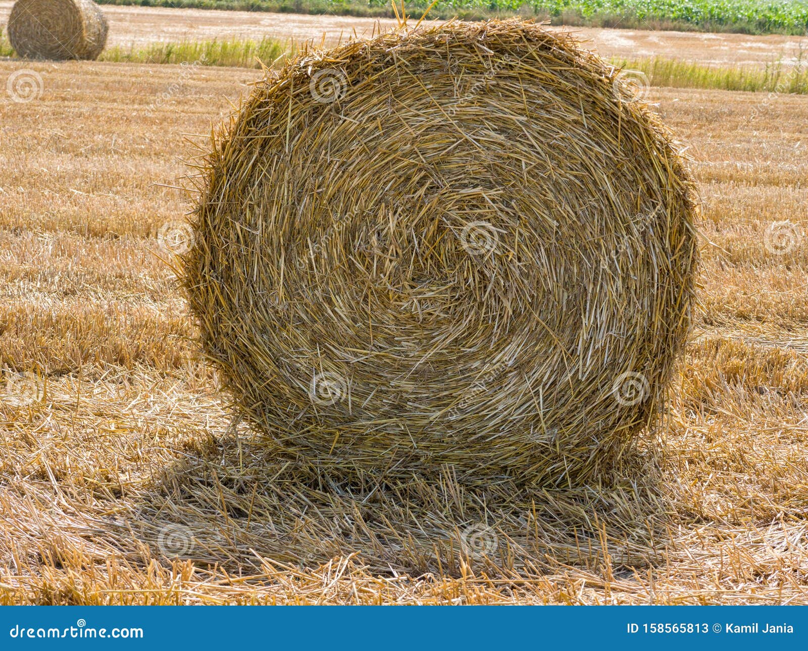 Yellow Bales of Hay on Filed in Summer Stock Image - Image of farming ...