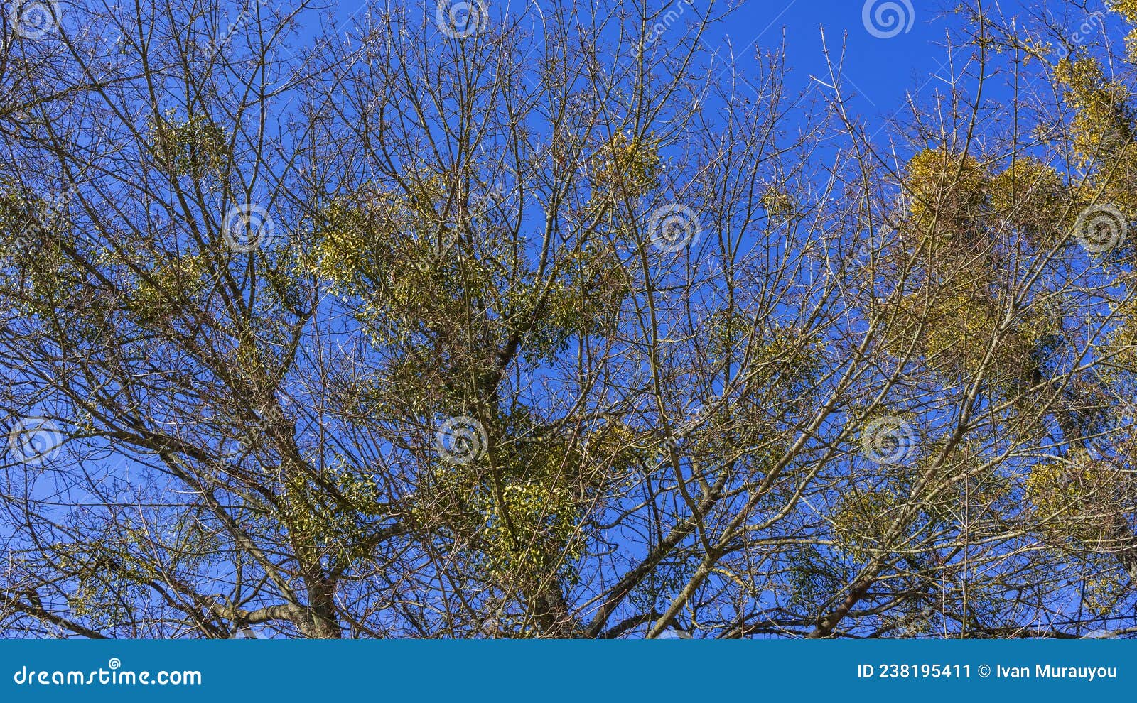 Yellow Balls of Mistletoe on Tree Branches on the Classic Blue ...