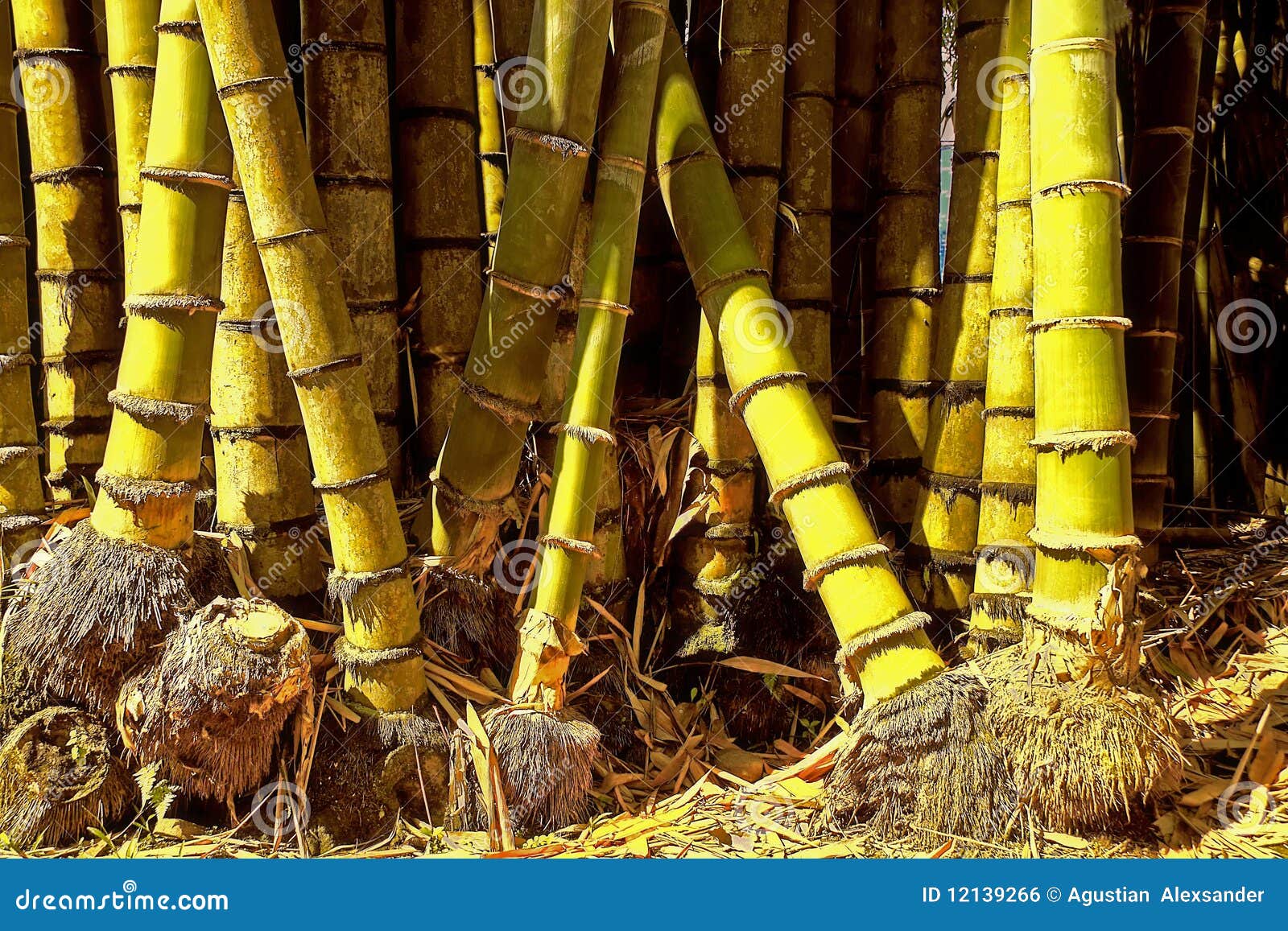 Yellow Bamboo stock photo. Image of materials, long, bamboo - 12139266