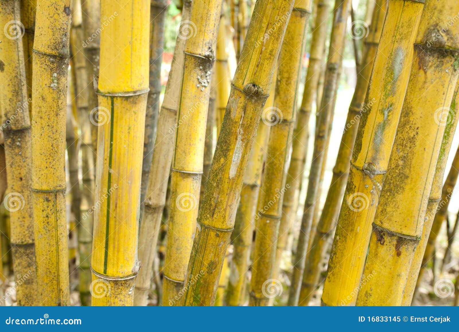Yellow Bamboo Detailbtexture Background Wallpaper Stock Photography ...