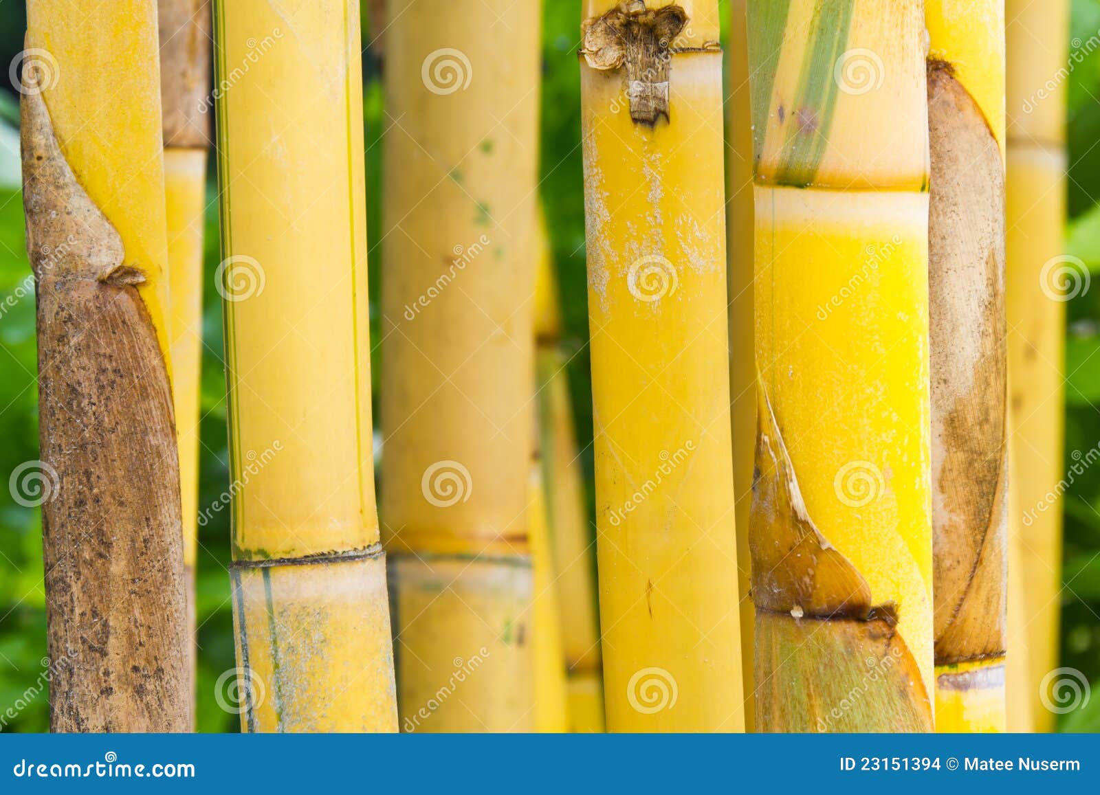 Yellow bamboo stock photo. Image of stick, climate, gardening - 23151394