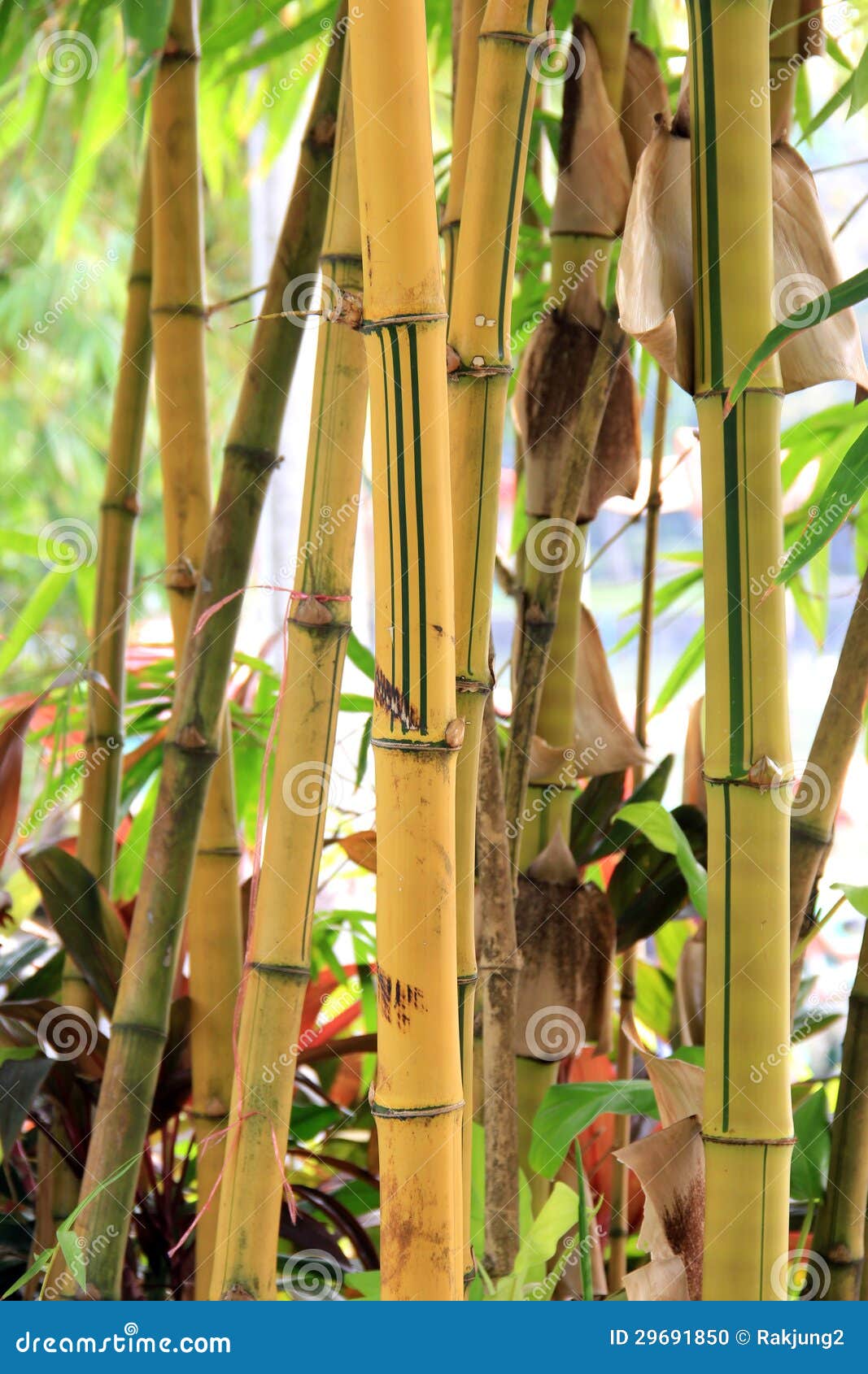 Yellow bamboo stock photo. Image of healthy, pattern - 29691850