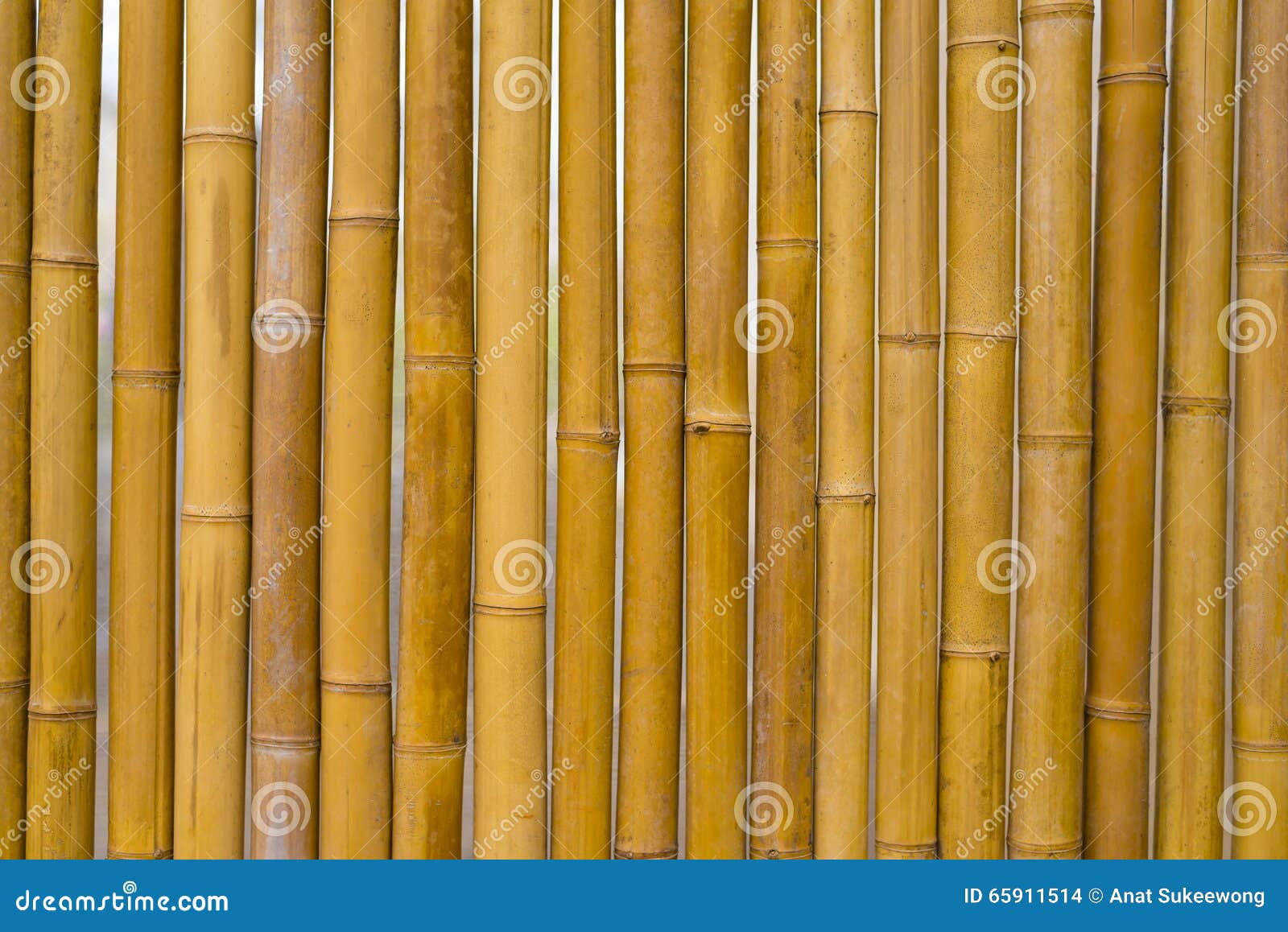 Yellow Bamboo background stock photo. Image of macro - 65911514