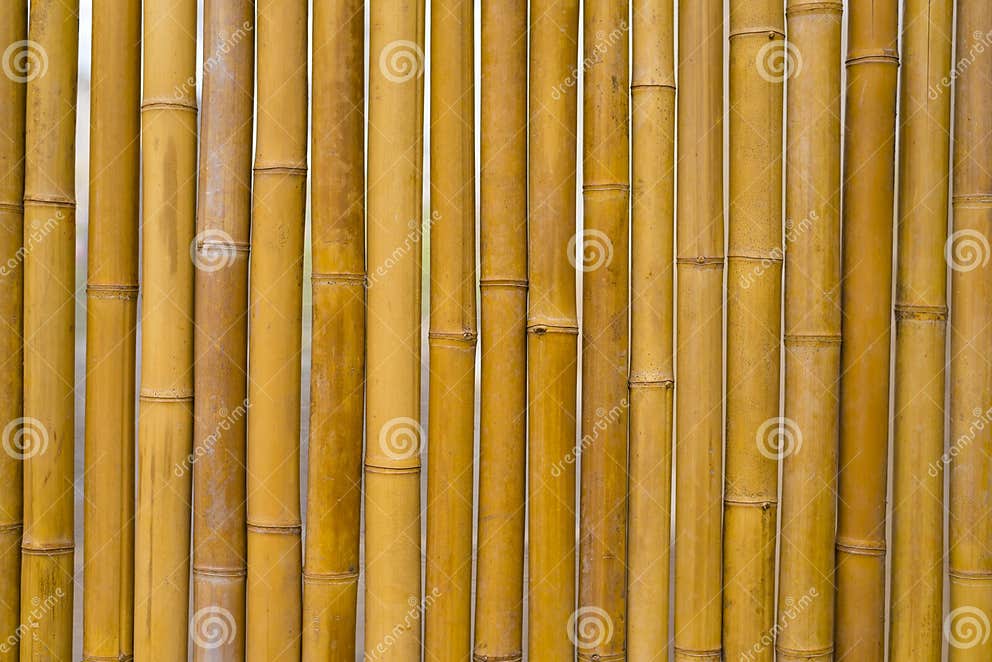 Yellow Bamboo background stock photo. Image of macro - 65911514