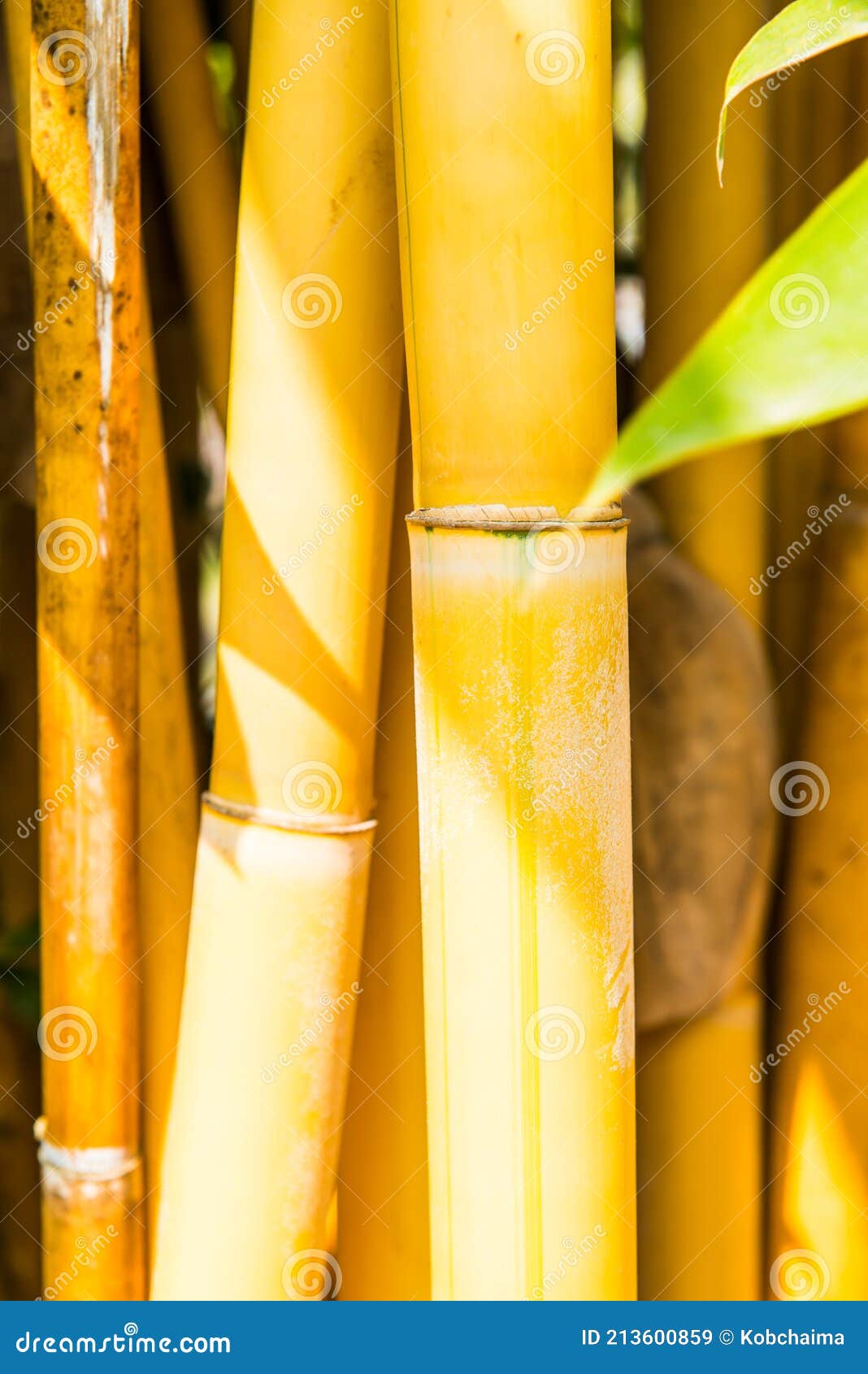 Yellow bamboo in park stock image. Image of bamboo, asian - 213600859