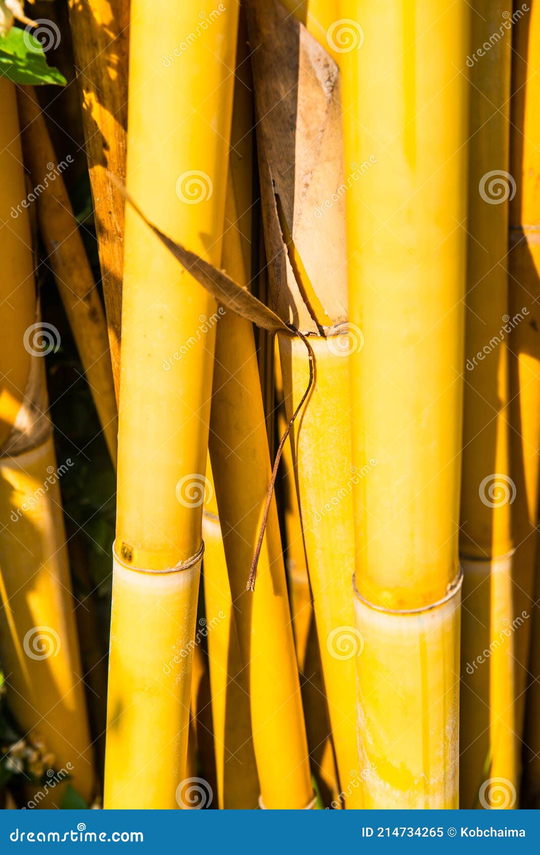 Yellow bamboo in park stock image. Image of detail, background - 214734265