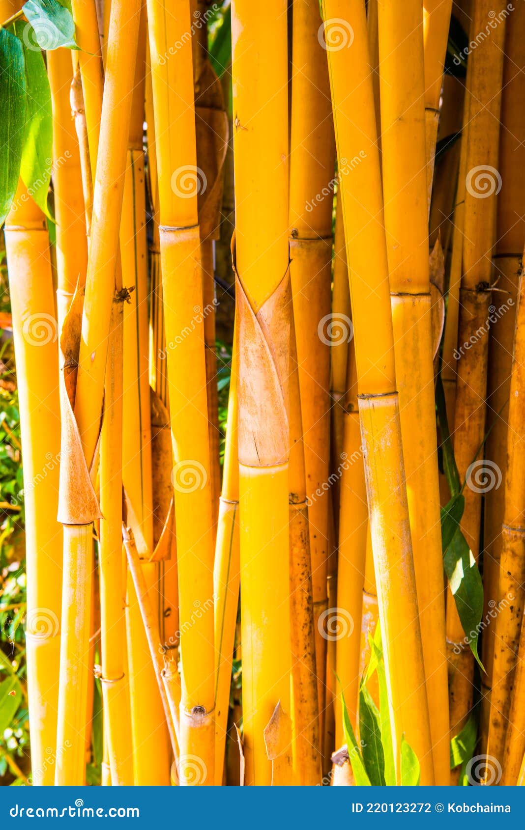 Yellow bamboo in park stock photo. Image of japanese - 220123272
