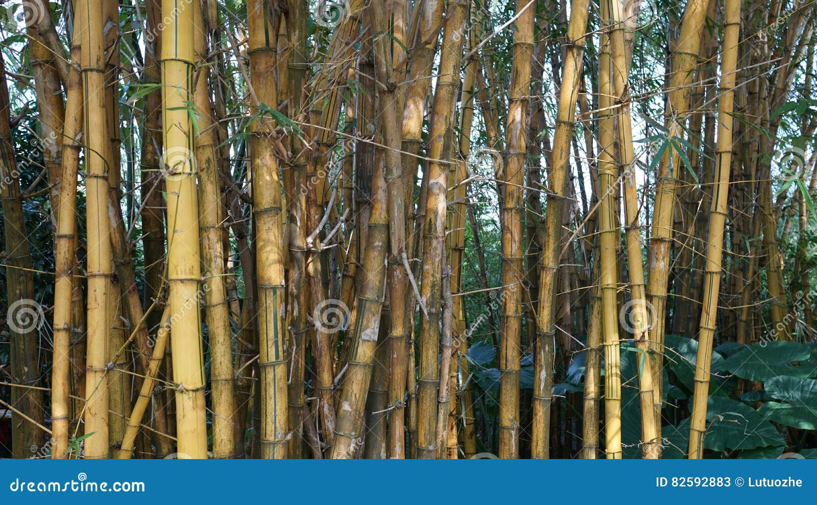 Yellow Bamboo Background stock image. Image of beautiful - 82592883