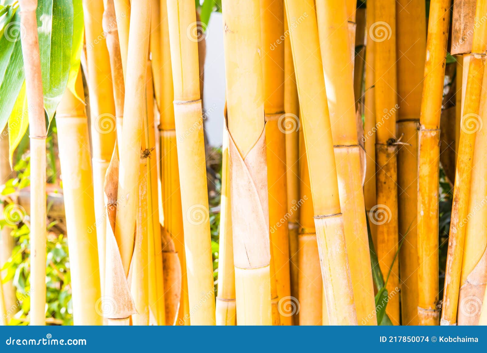 Yellow bamboo in park stock photo. Image of chinese - 217850074