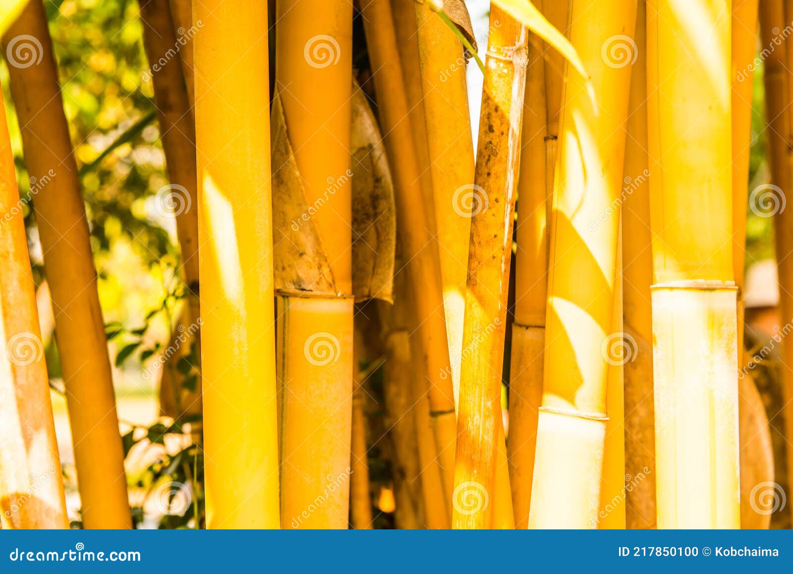 Yellow bamboo in park stock photo. Image of green, branch - 217850100