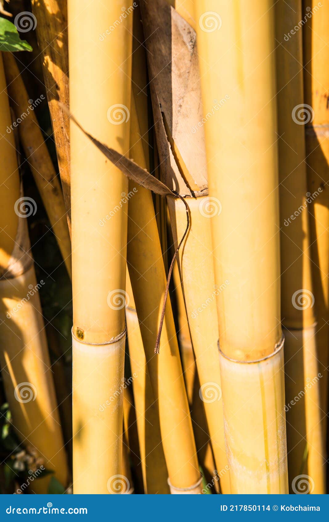 Yellow bamboo in park stock photo. Image of jungle, japanese - 217850114