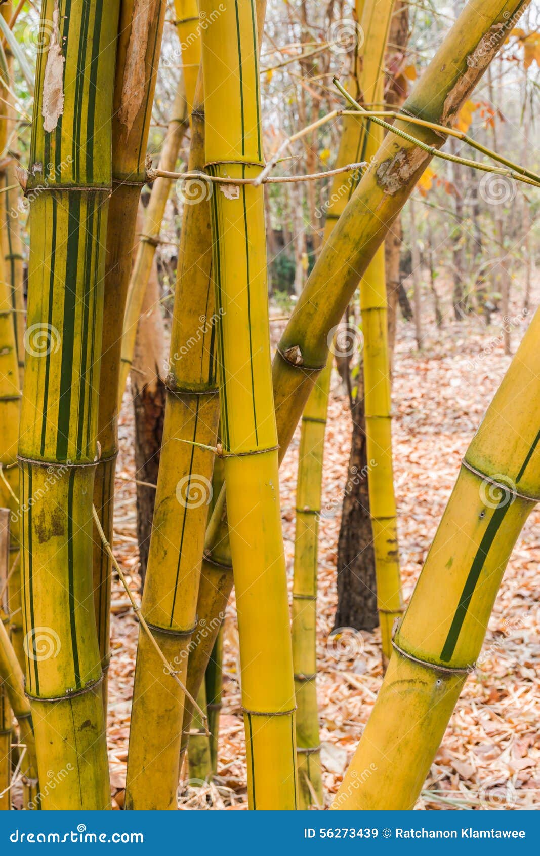 Yellow bamboo stock image. Image of natural, botanical - 56273439