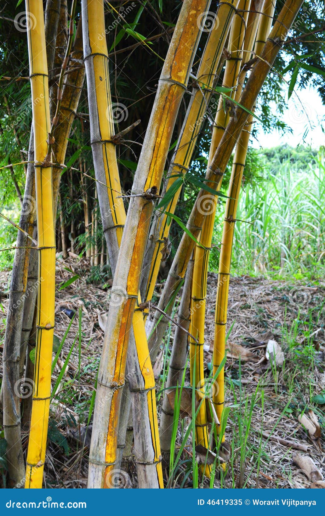 Yellow bamboo stock image. Image of park, fresh, border - 46419335