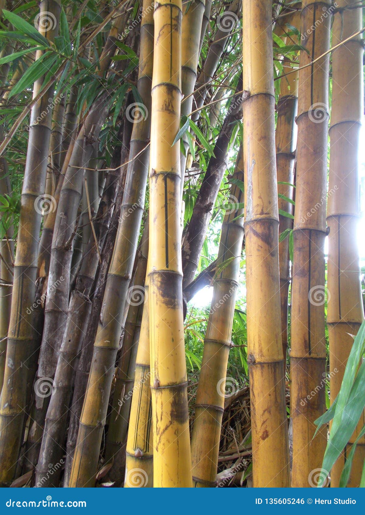 Bamboo Forest of Yellow Bamboo Stock Photo - Image of branches ...