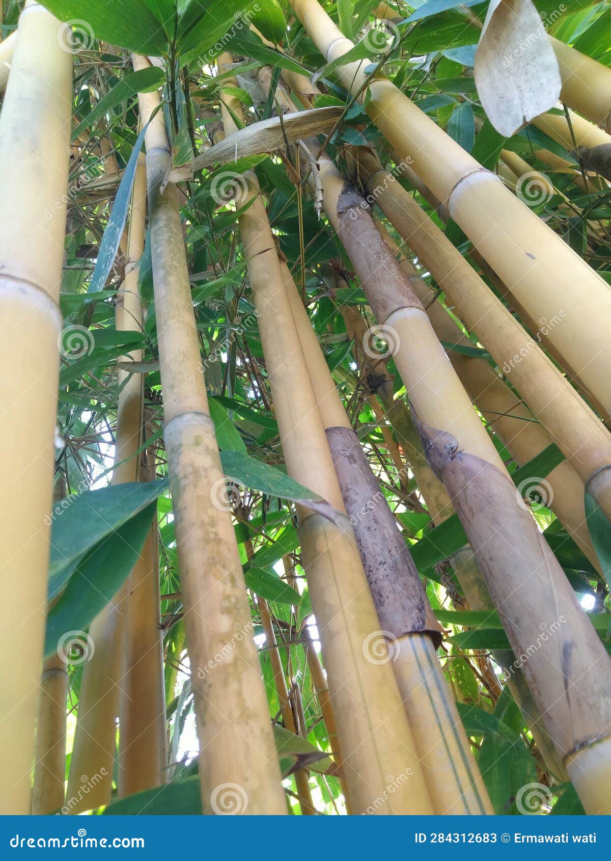 Yellow bamboo grove stock image. Image of plant, green - 284312683