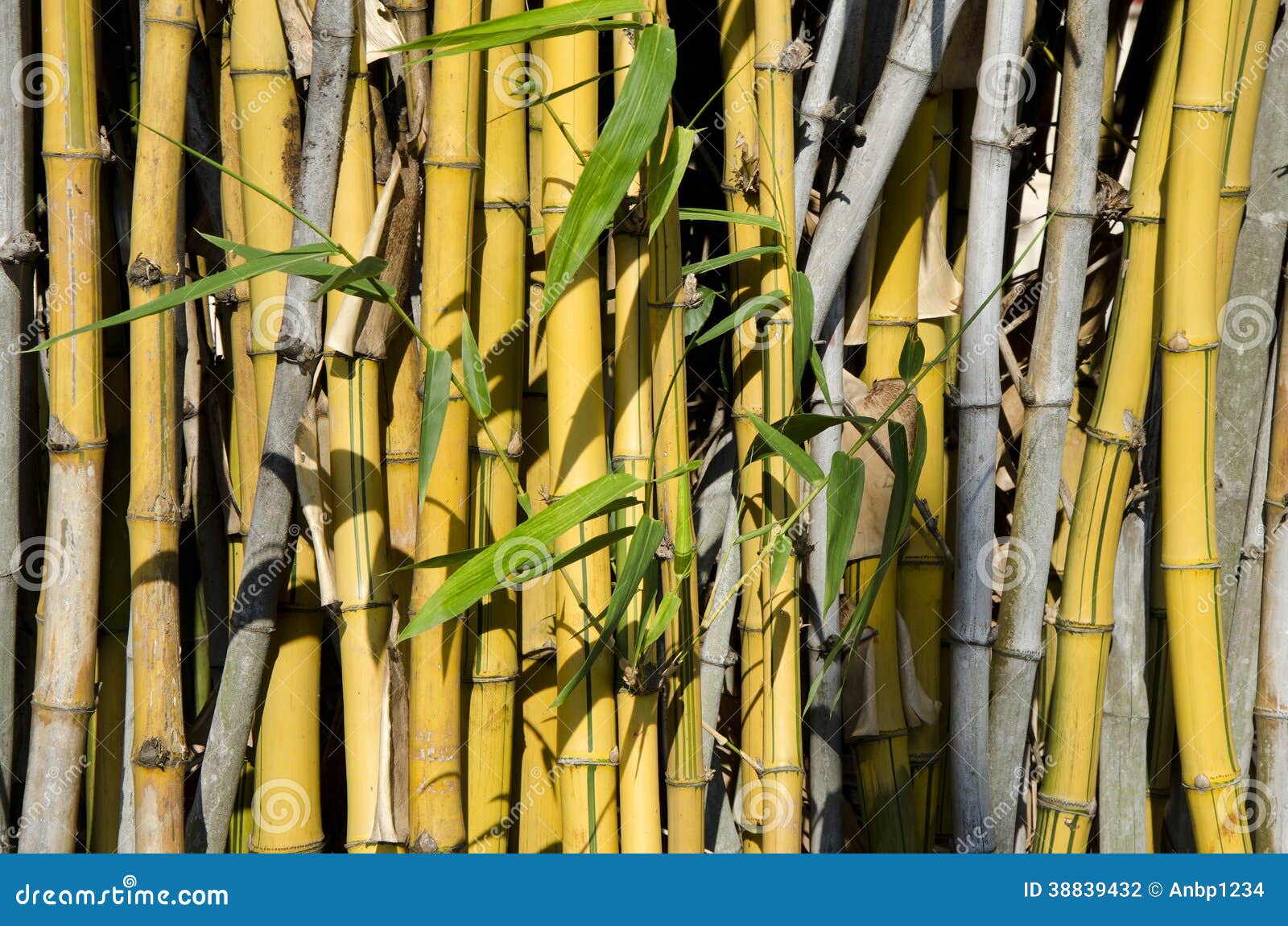 Yellow bamboo. stock photo. Image of healthy, brown, travel - 38839432