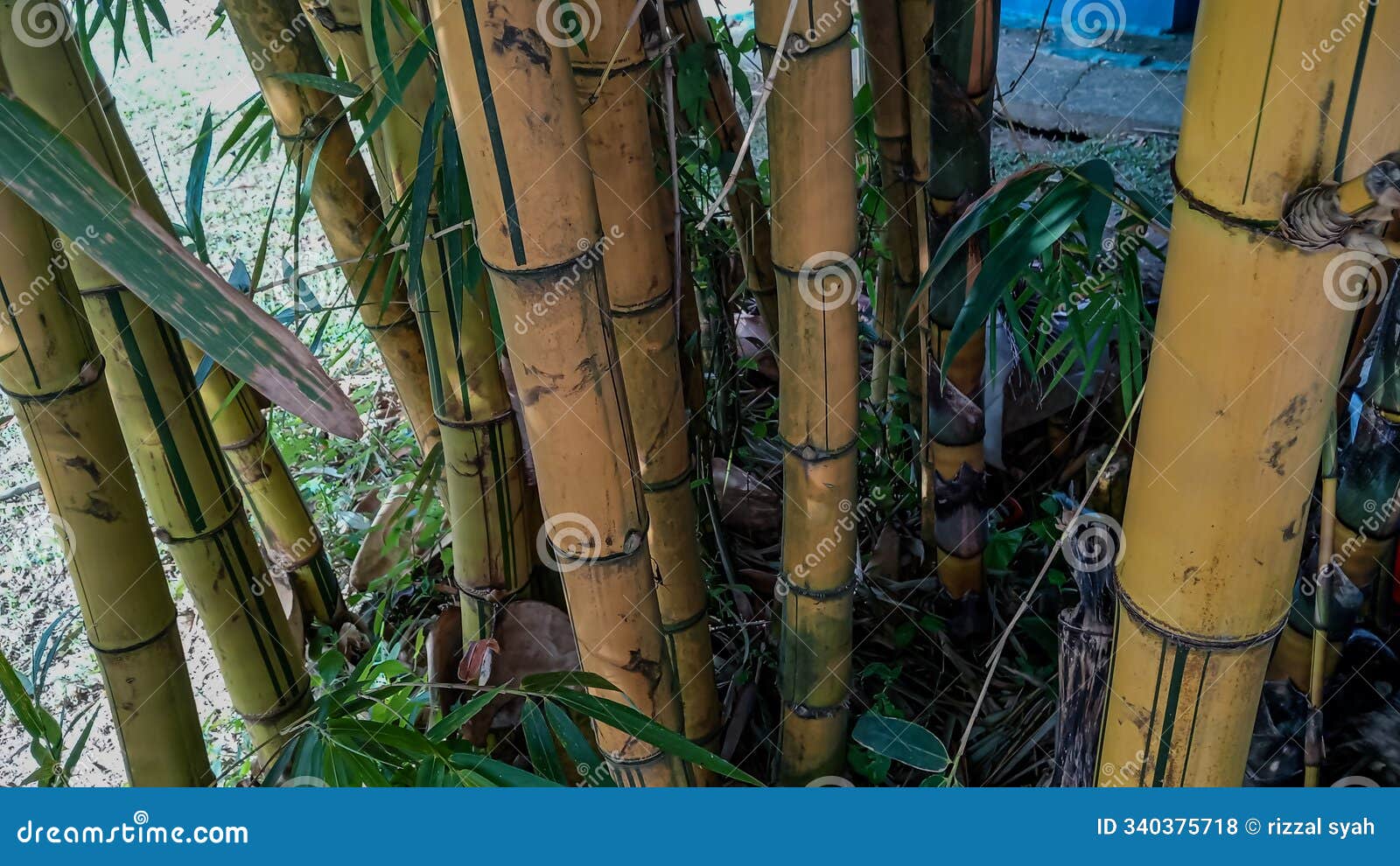 Bamboo Stalks And Dark Green Leaves On Vibrant Green Background ...