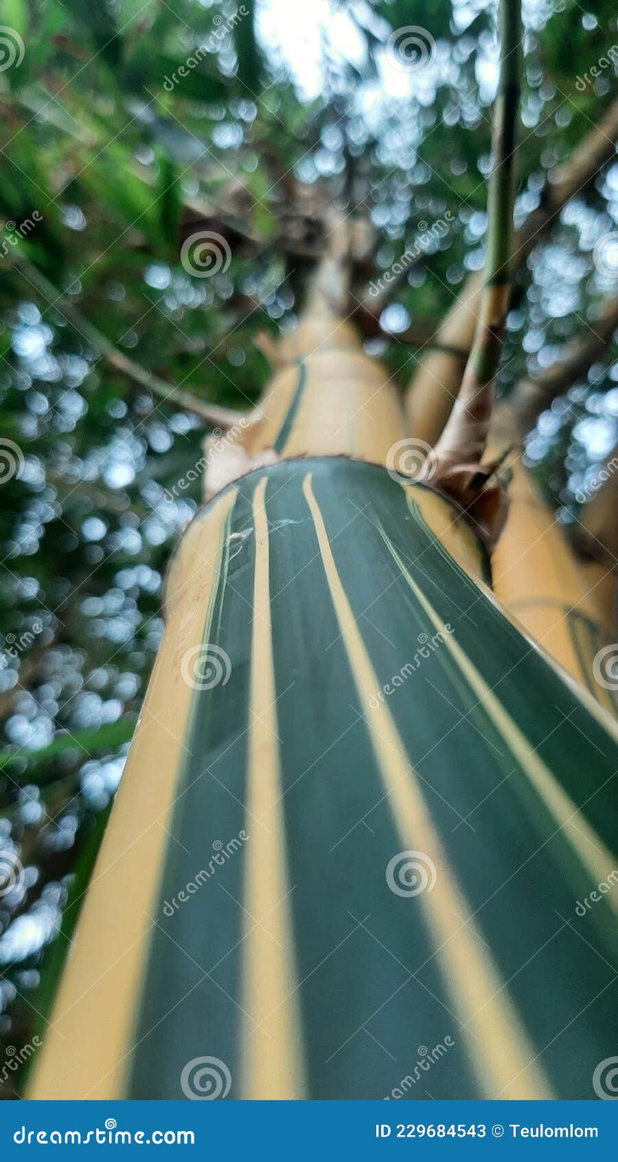 Yellow Bamboo Texture Photo Stock Image - Image of leaf, texture: 229684543
