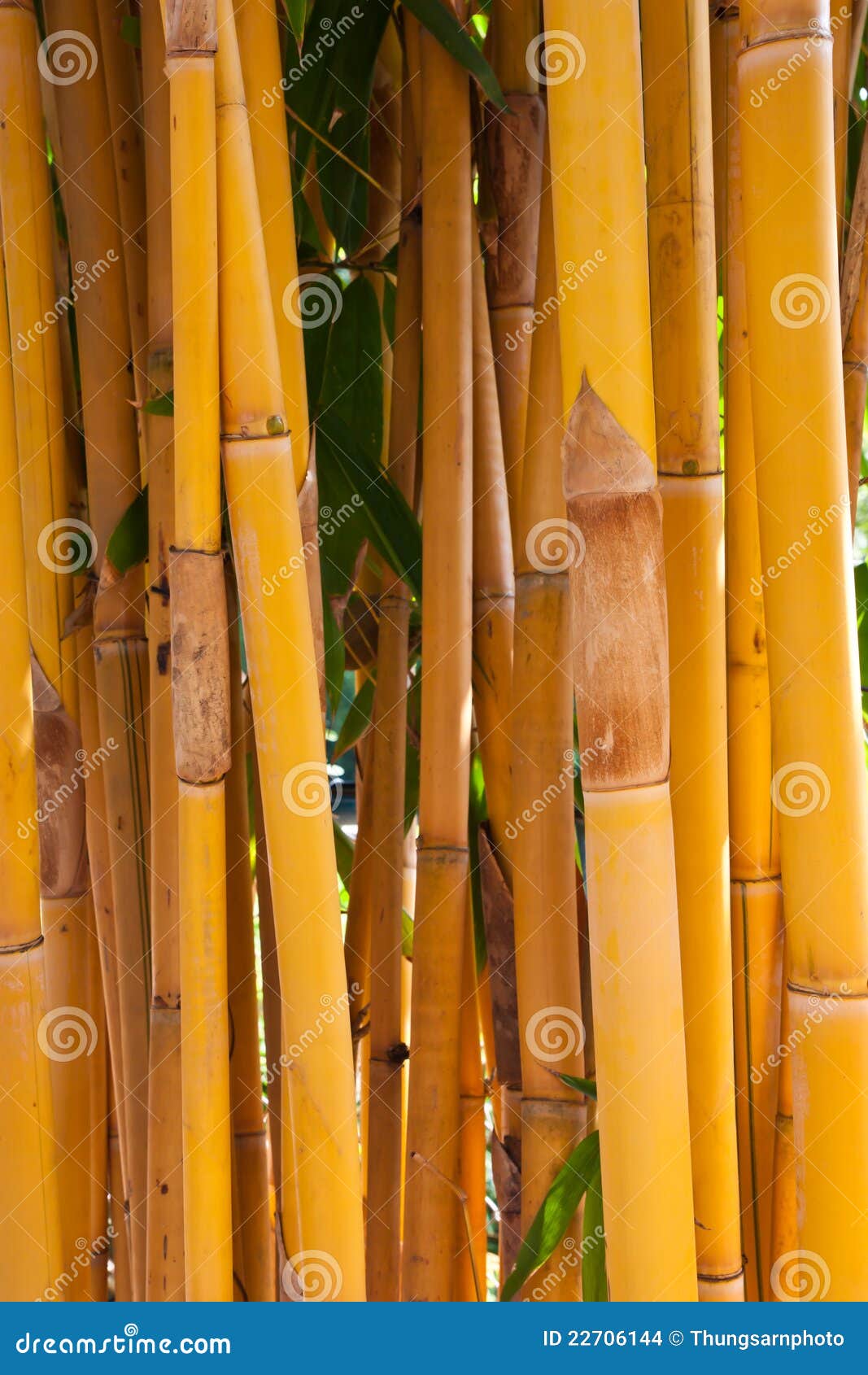 Yellow bamboo tree stock photo. Image of backdrop, jungle - 22706144
