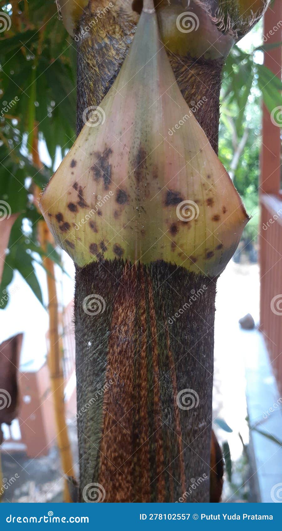 The Yellow Bamboo Tree Buds Look Full of Black Hairs Stock Image ...