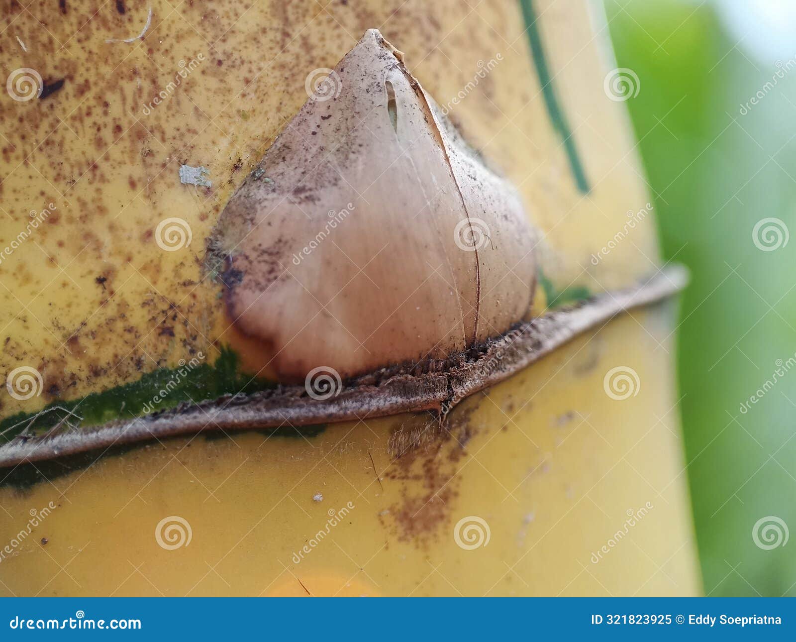 Yellow Bamboo Tree Trunk Segments and Prospective Tree Branch Shoots ...