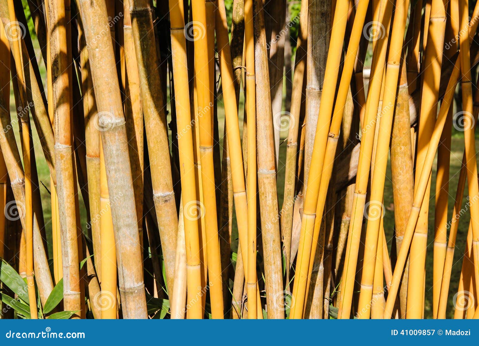 Yellow Bamboo trunks stock image. Image of vegetation - 41009857