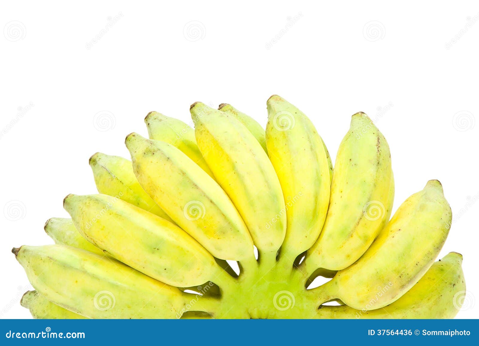 Yellow banana stock photo. Image of bunch, tree, organic - 37564436