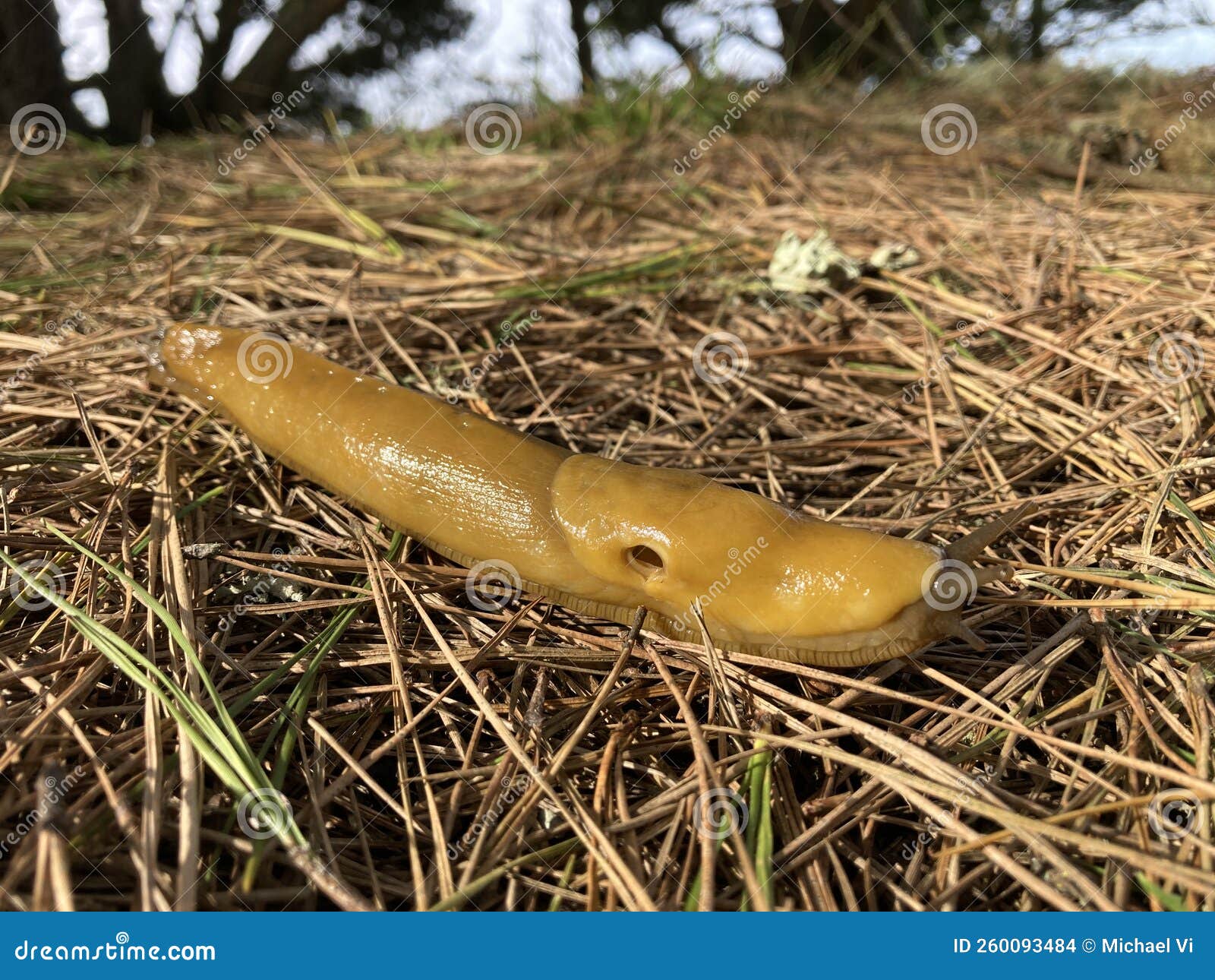 Yellow Banana Slug on the Forest Floor Covered with Pine Needles Stock ...