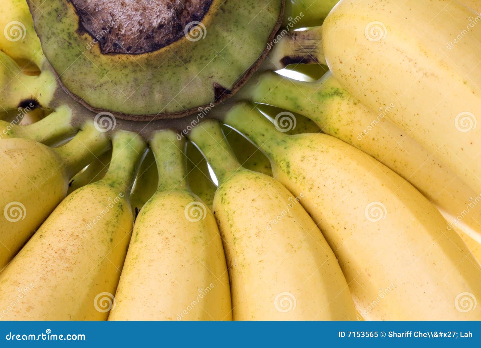 Yellow Bananas Isolated stock image. Image of nature, closeup - 7153565
