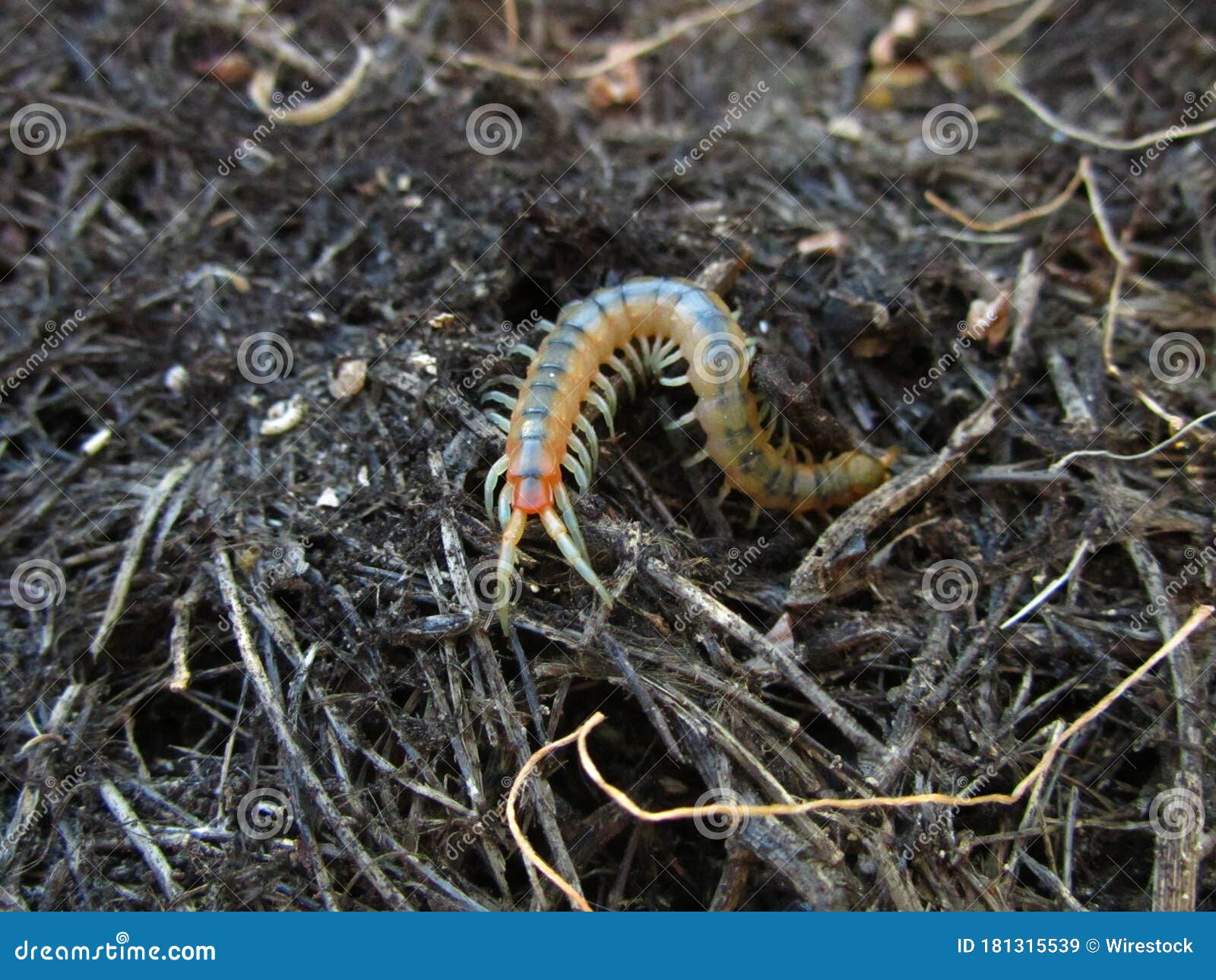 Yellow Banded Centipede Crawling on the Ground Stock Image - Image of ...