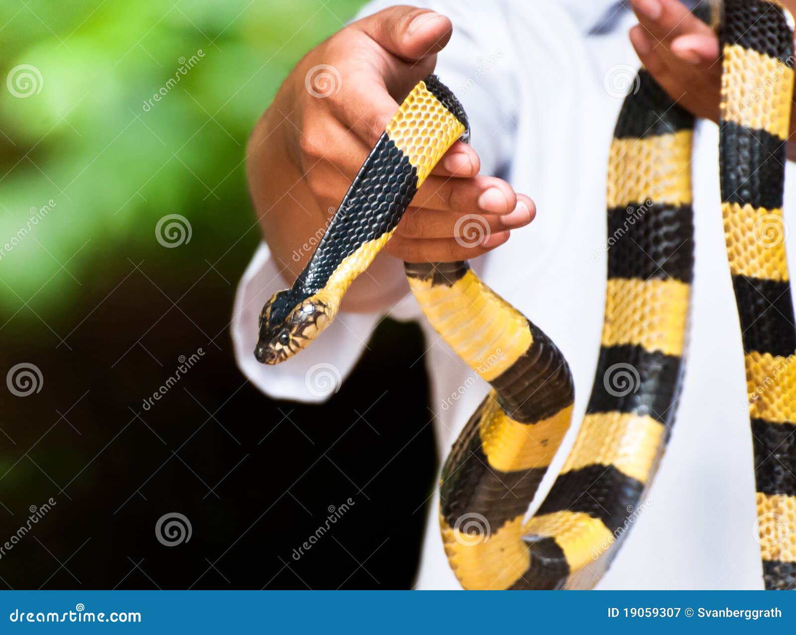 Banded Krait Snake Specie Bungarus Fasciatus In Nepal Royalty-Free ...