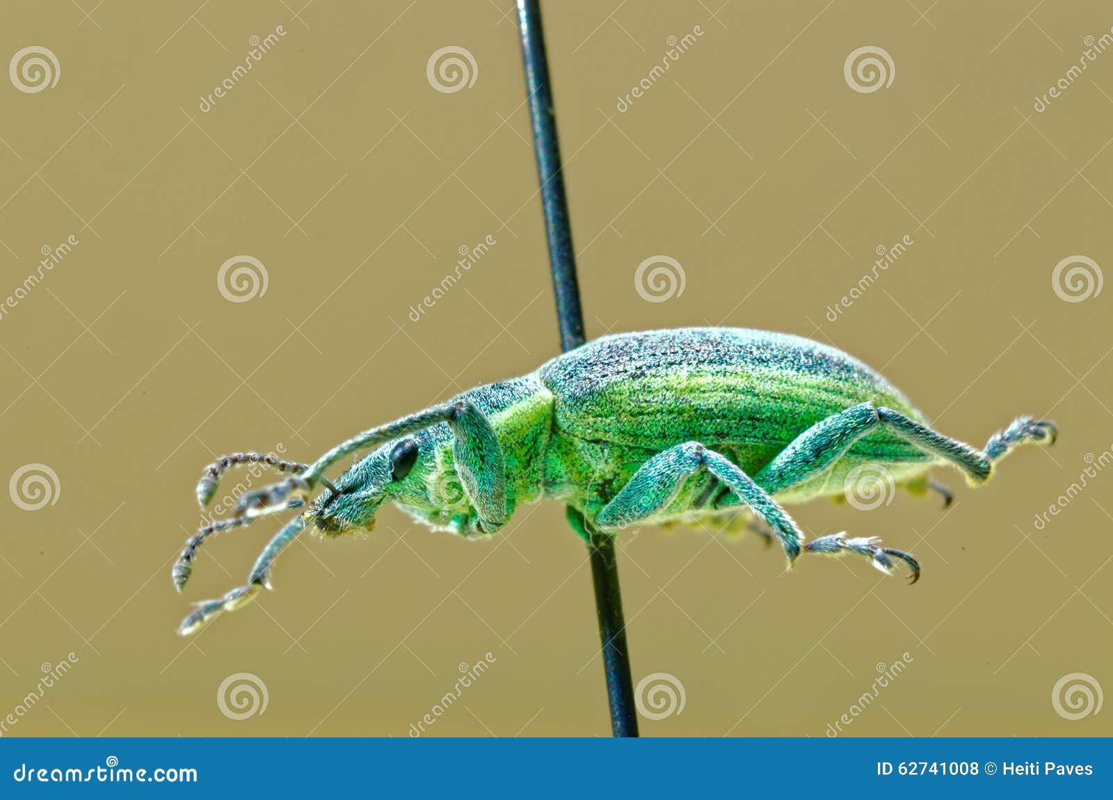 Yellow banded leaf weevil stock photo. Image of animal - 62741008
