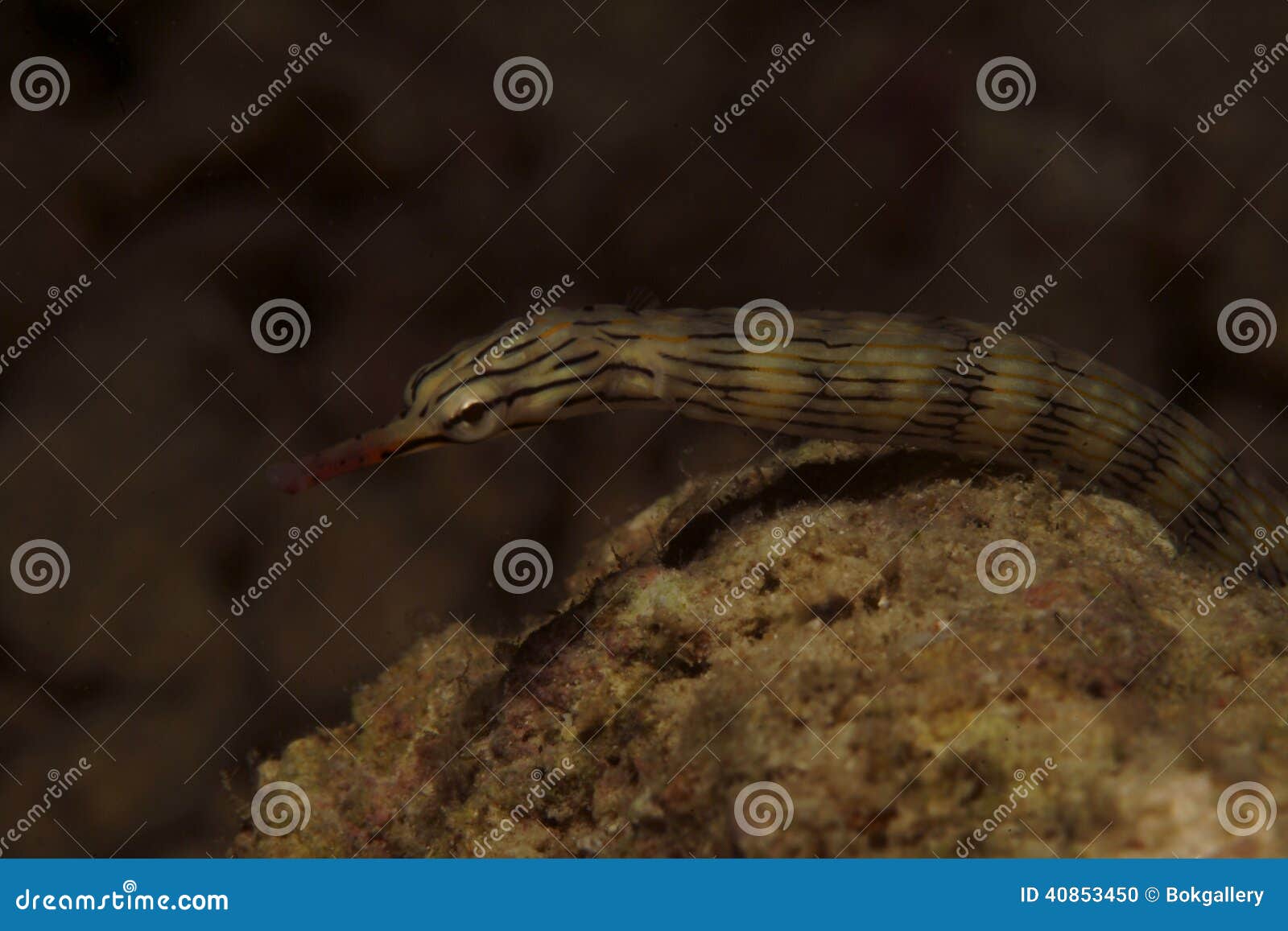 Yellow-banded Pipefish, Mabul Island, Sabah Stock Photo - Image of fish ...
