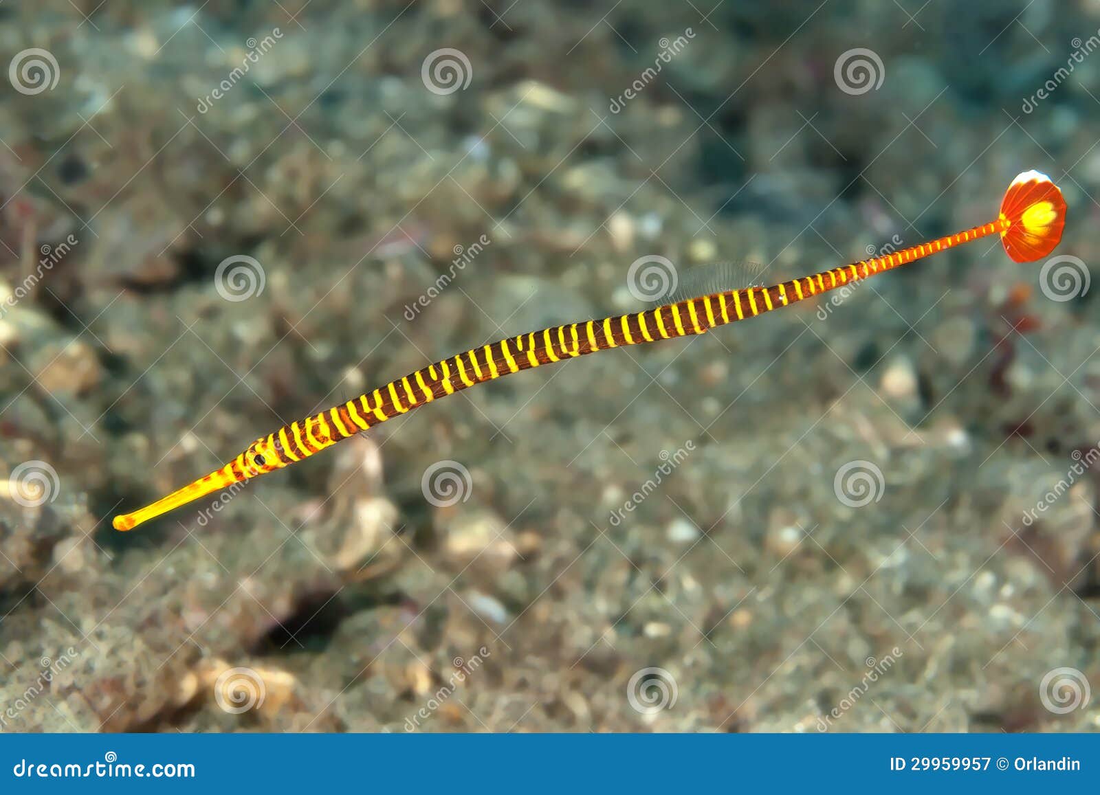 Yellow banded pipefish stock image. Image of banded, tropical - 29959957
