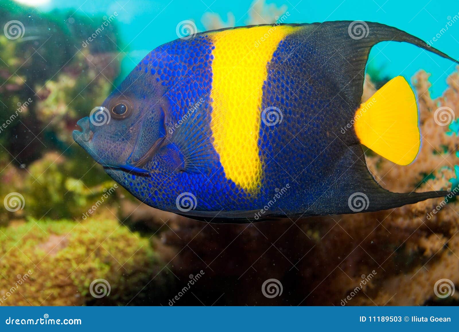 Yellow-Bar or Half Moon Angelfish Stock Image - Image of aquarium ...