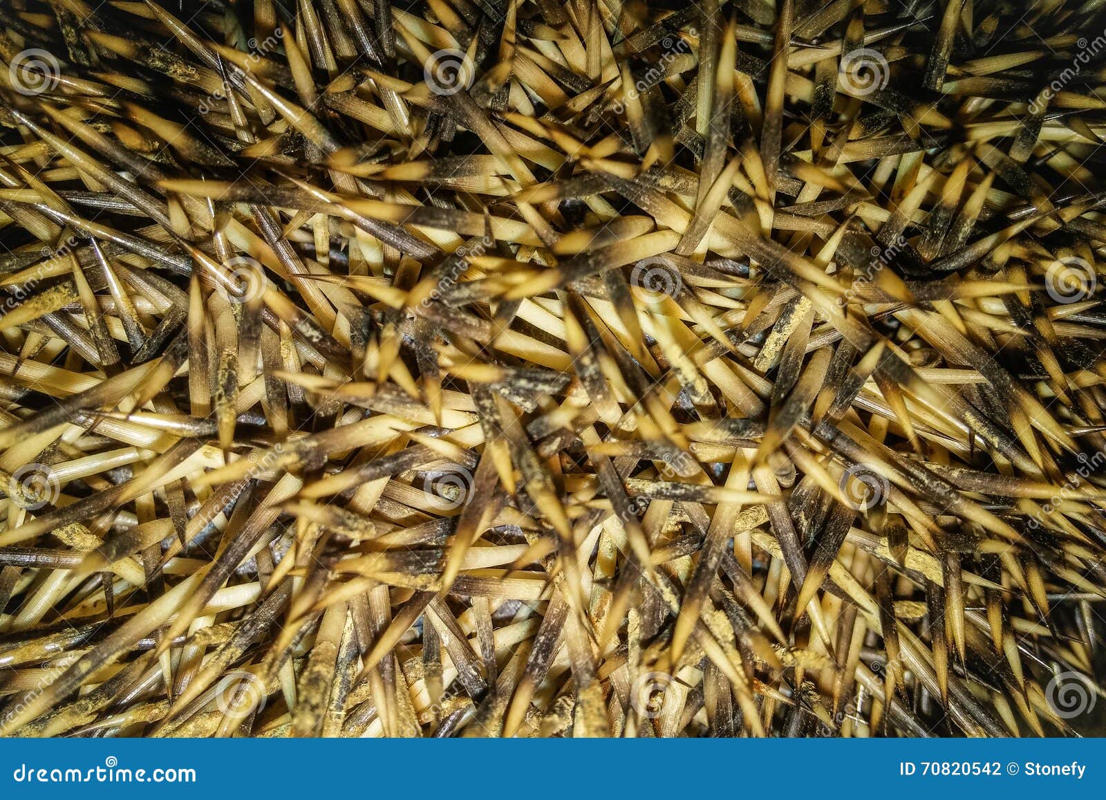 Yellow barb of a hedgehog stock photo. Image of nature - 70820542
