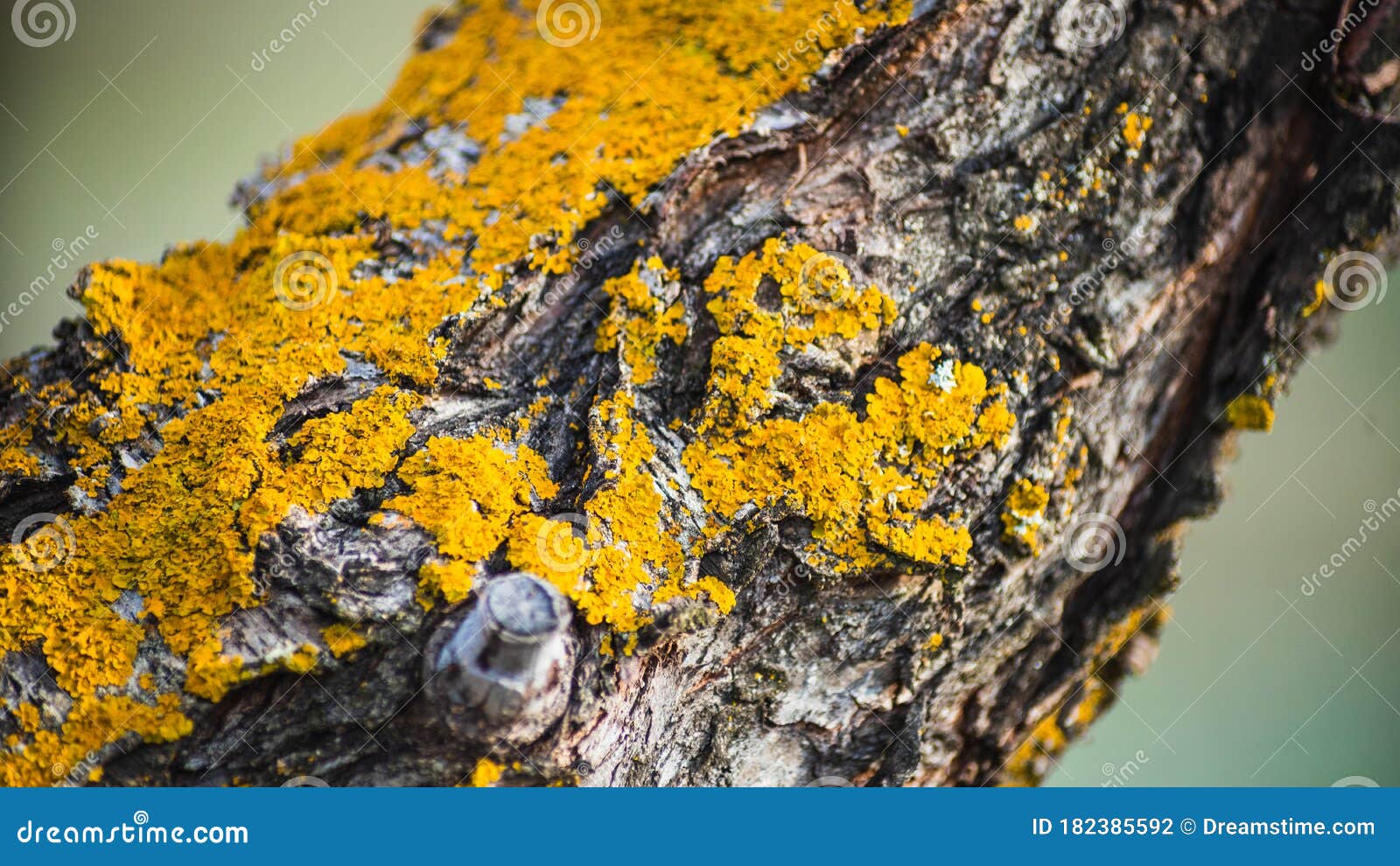 Yellow bark of a tree stock photo. Image of brown, massachusetts ...