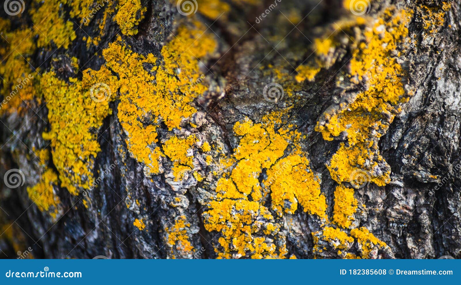 Yellow bark of a tree stock photo. Image of rainforest - 182385608