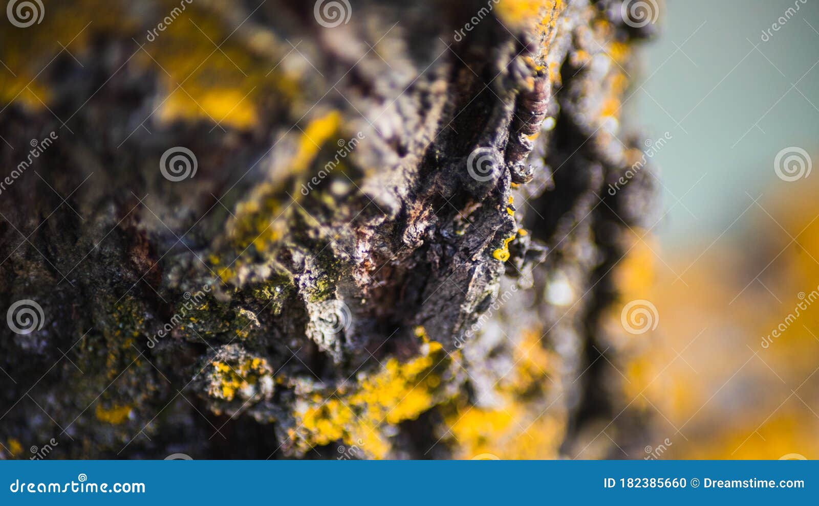 Yellow bark of a tree stock photo. Image of huge, leaf - 182385660