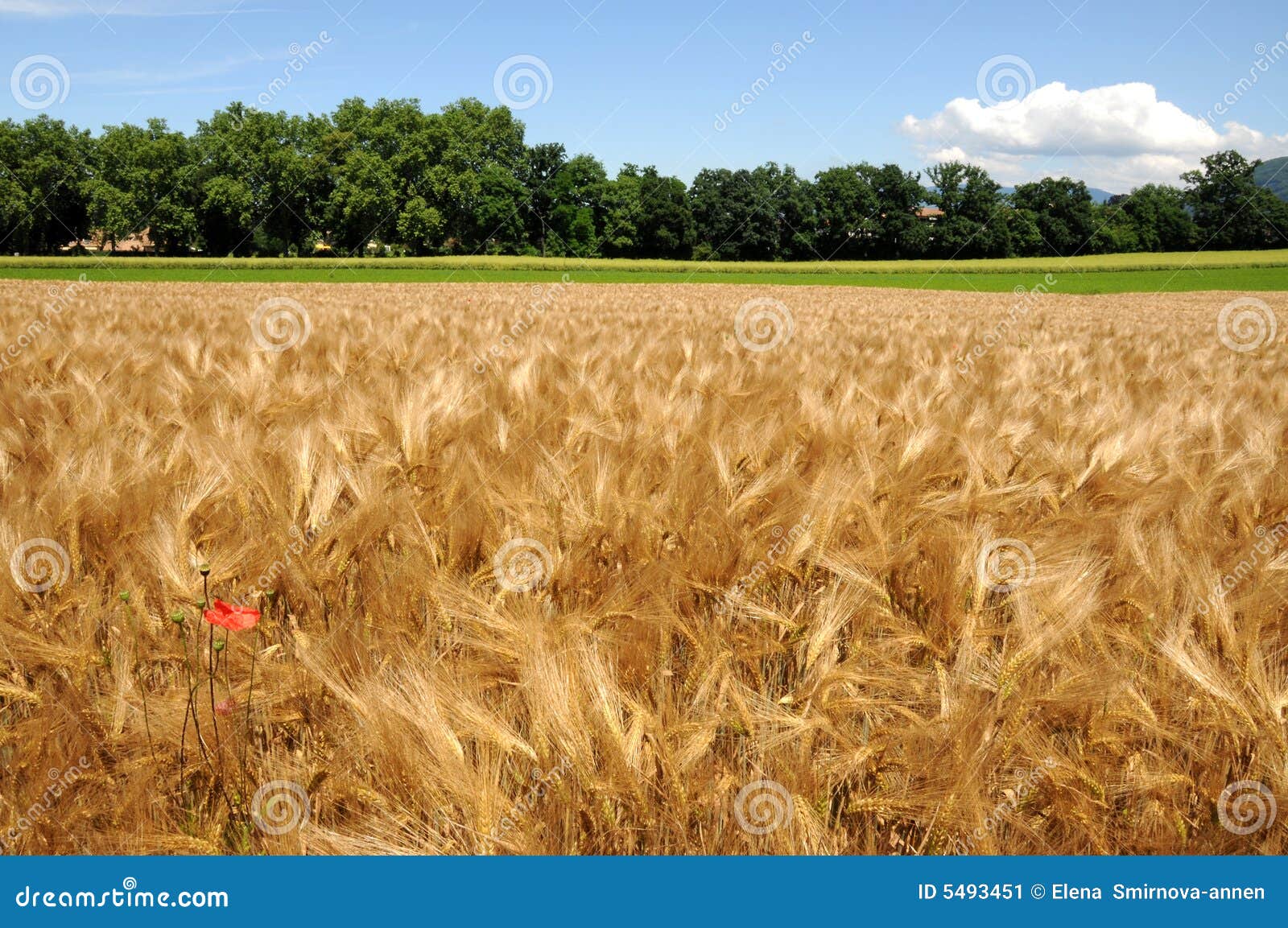 Yellow barley field stock image. Image of rural, spikes - 5493451