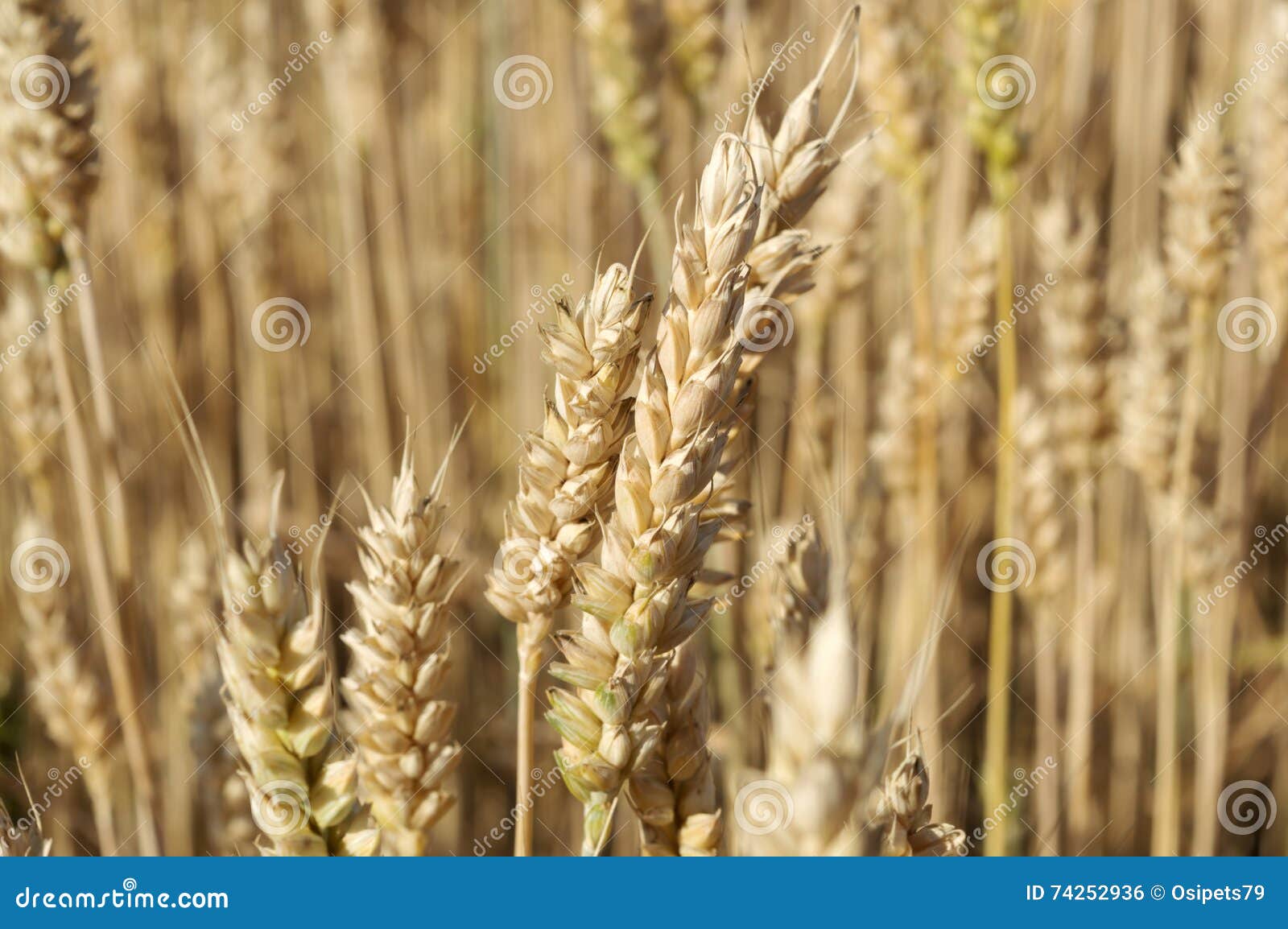 Yellow barley in field stock photo. Image of grow, agriculture - 74252936